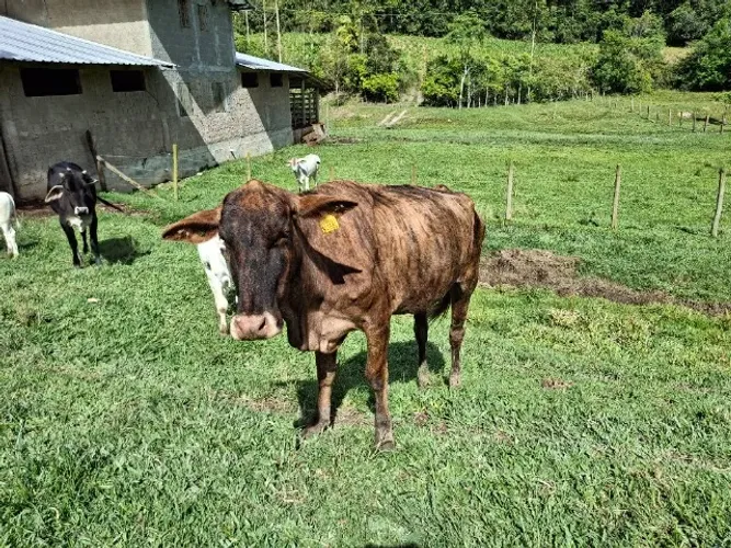 "vaca nelore" - Animais para agropecuária no Brasil