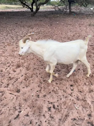 "bode filhote" no Brasil