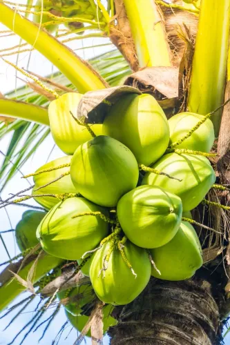 "coco verde" no Brasil
