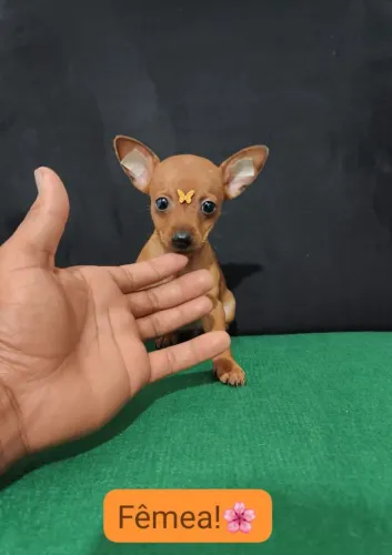 "pinscher 00 miniatura" - Cachorros no Brasil