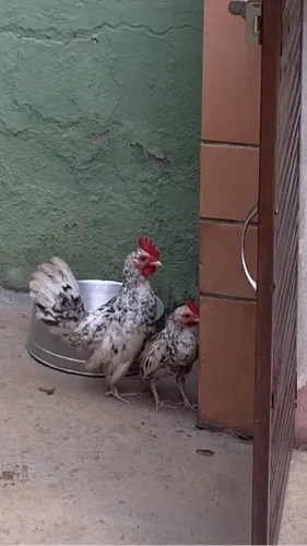 "galo garnize" - Outros animais no Brasil