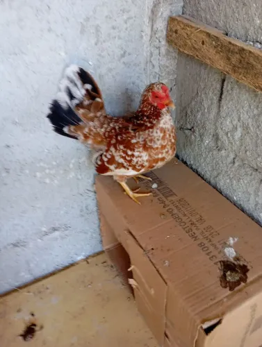 "mini garnizes" no Brasil