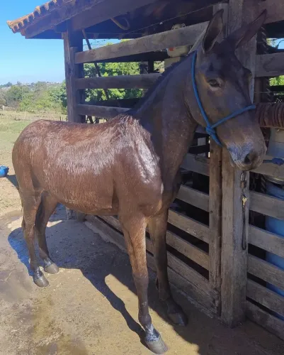 "burro mula" no Brasil