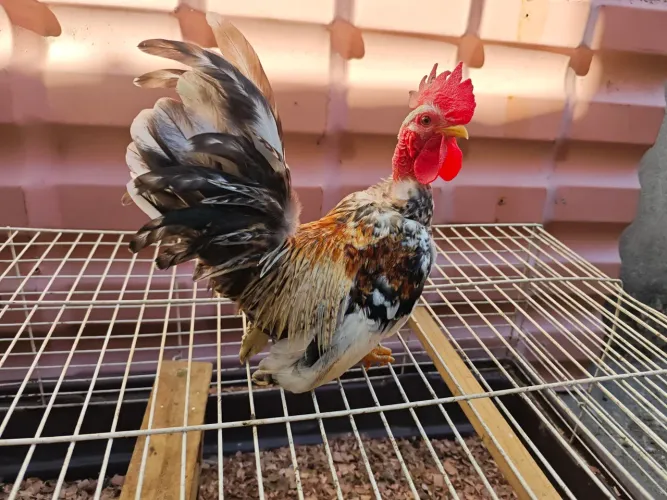 "mini garnizes" no Brasil