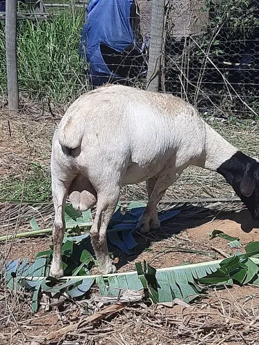 "carneiro filhote" - Outros animais no Brasil