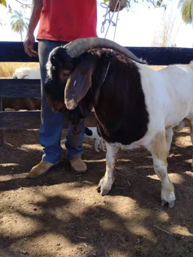 "bode filhote" no Brasil