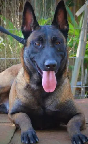 "mallinois" no Brasil