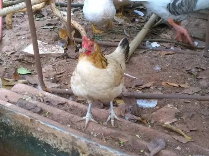 "galinha galize" - Animais para agropecuária no Brasil