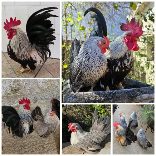 "mini garnizes" no Brasil