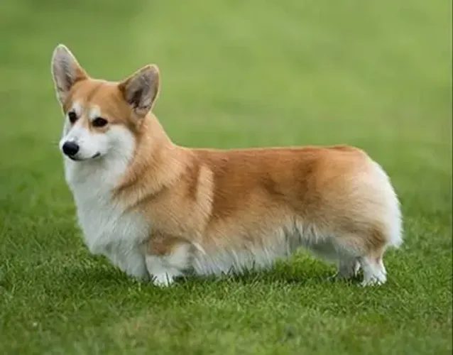 "corgi" - Cachorros no Brasil