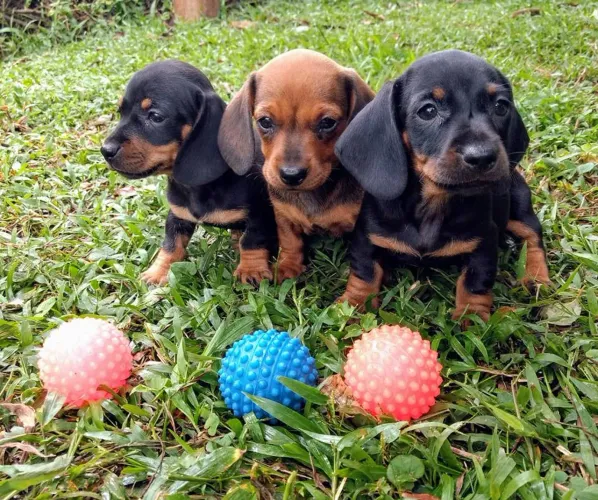 "cachorro cofap" - Cachorros no Brasil