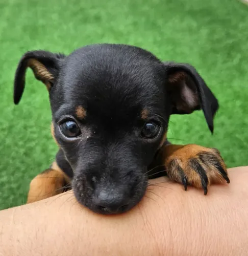 "filhote pinscher puro" - Cachorros no Brasil