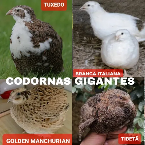 "codornas" no Brasil