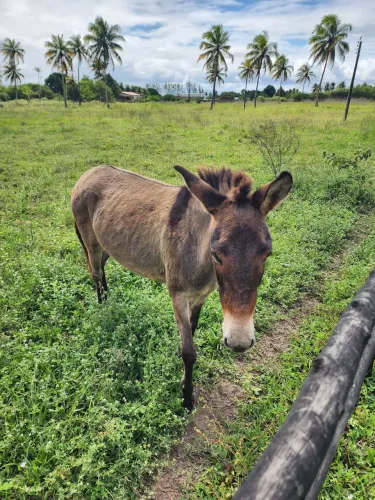"burro mula" no Brasil