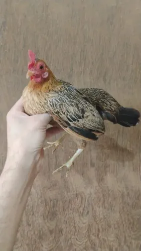 "mini garnizes" no Brasil