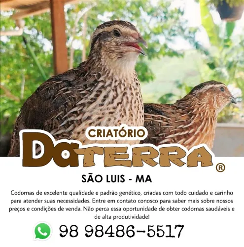 "codorna chinesa" - Outros animais no Brasil