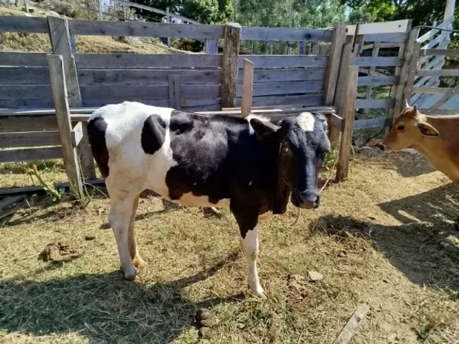 "mini vaca" - Animais para agropecuária no Brasil