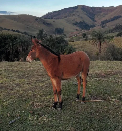 "uma mula" no Brasil