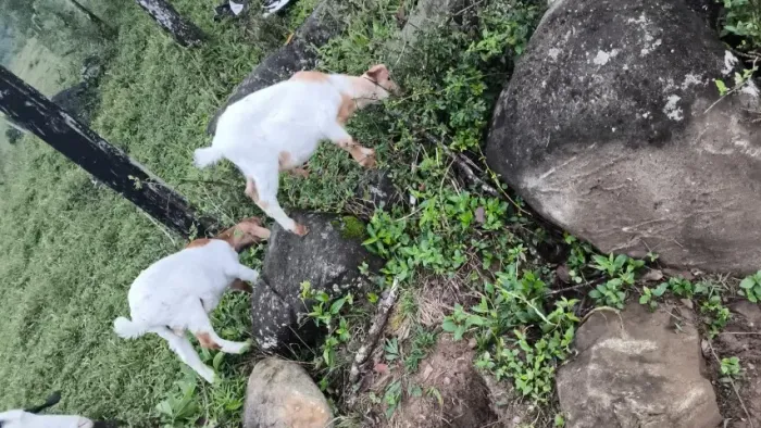 "bode filhote" no Brasil