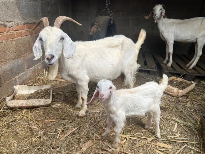 "cabras e cabritos" no Brasil