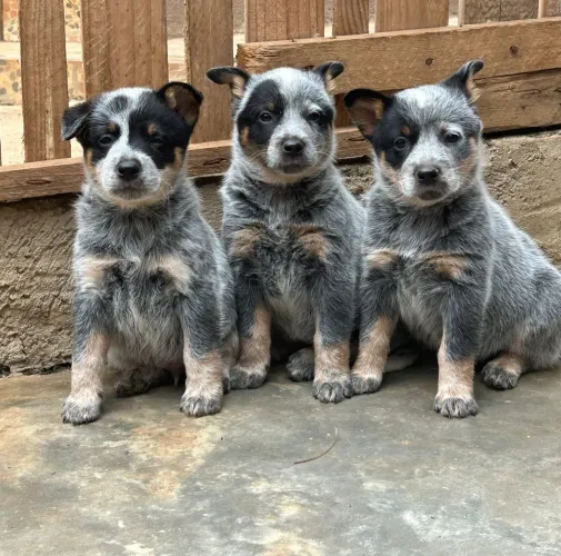 "cachorros blue heeler" - Cachorros no Brasil