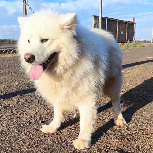 "samoeida" no Brasil