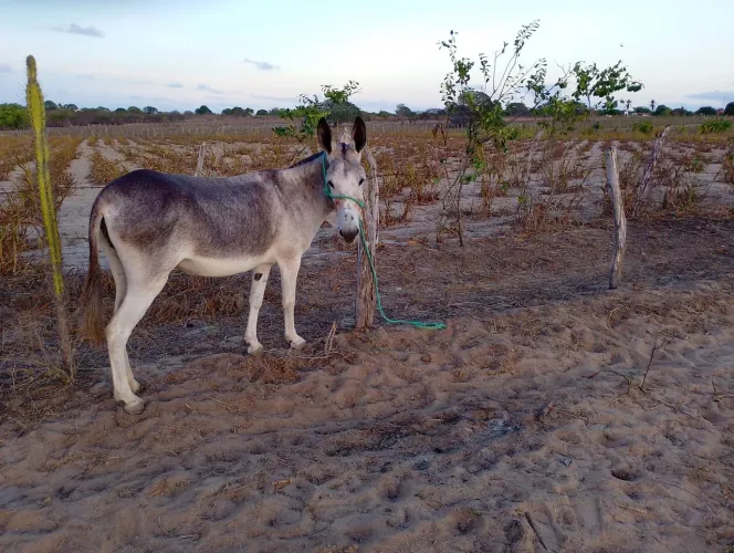 "jumentos" no Brasil