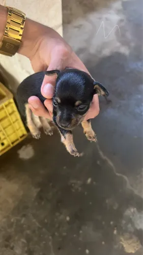 "filhote pinscher puro" - Cachorros no Brasil