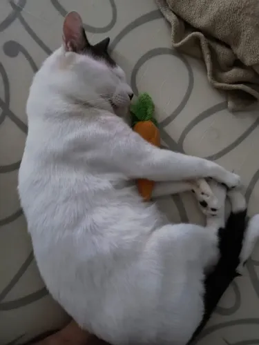 Animais de estimação no Brasil
