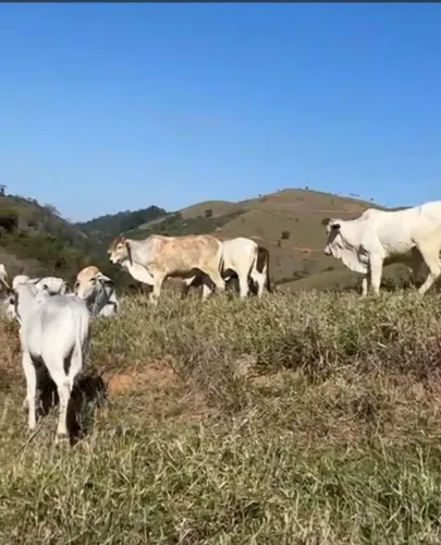 "vaca nelore" - Animais para agropecuária no Brasil