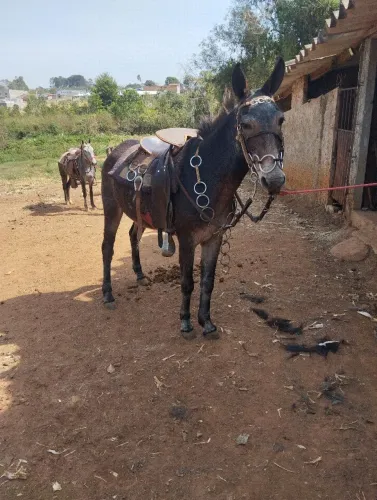 "uma mula" no Brasil