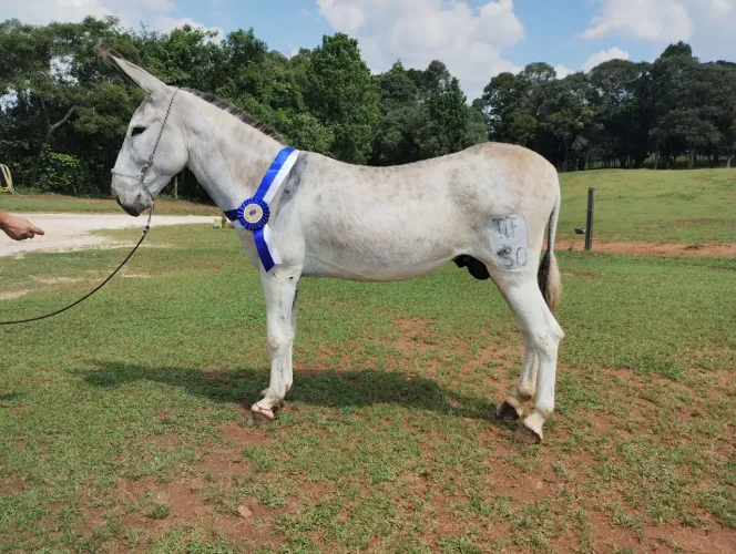 Cavalos em Curitiba e região, PR