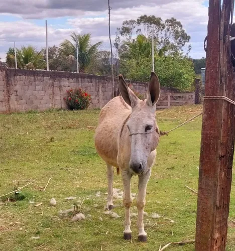 "jumentos" no Brasil