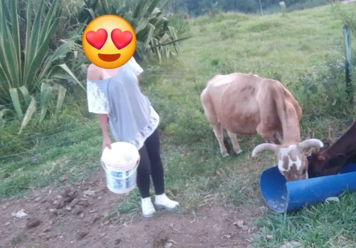 "mini vaca" - Animais para agropecuária no Brasil