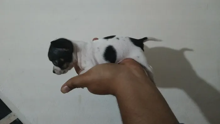 "pinscher 0" - Cachorros no Brasil