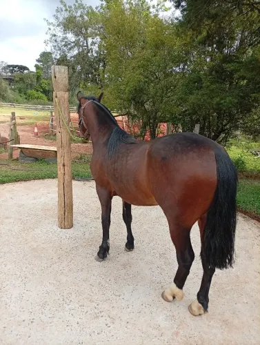 Cavalos em Curitiba e região, PR