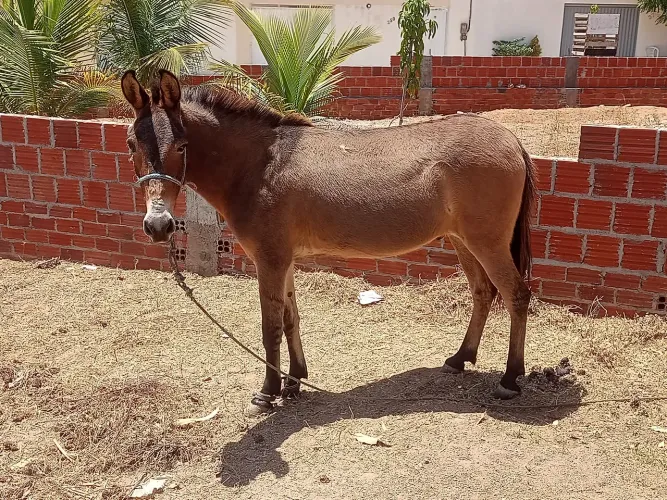 "burro mula" no Brasil