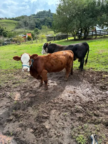 "mini vaca" - Animais para agropecuária no Brasil