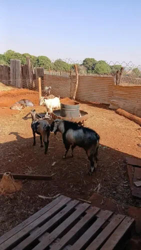 "bodes e cabras" no Brasil