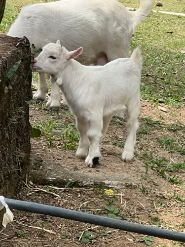 "mini cabras" no Brasil