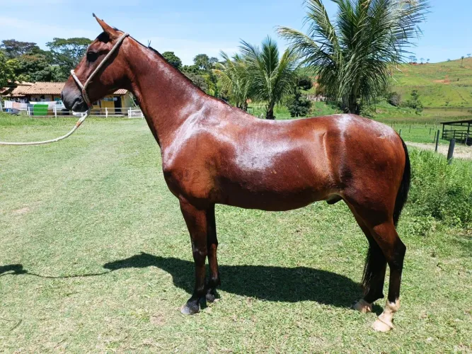 Cavalos em Minas Gerais
