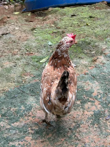 "galinha galize" - Animais para agropecuária no Brasil