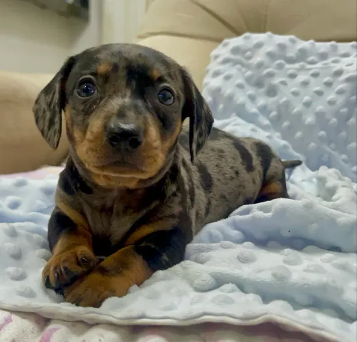 "cachorro cofap" - Cachorros no Brasil