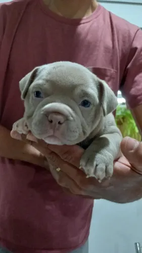 "american bully micro" - Cachorros no Brasil