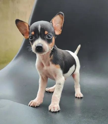 "pinscher 00 miniatura" - Cachorros no Brasil