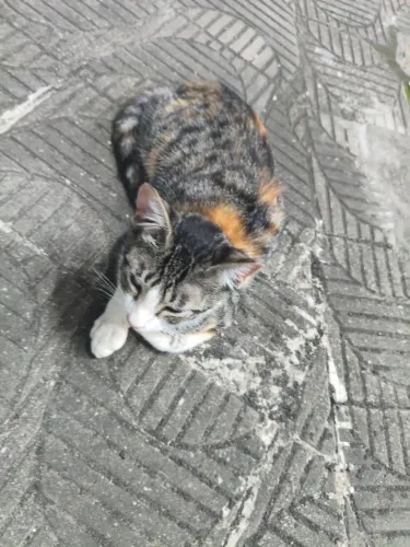 Gatos - Salvador, Bahia