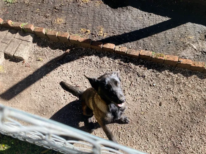 "mallinois" no Brasil