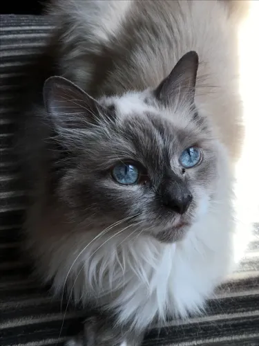 "ragdoll" - Gatos no Brasil