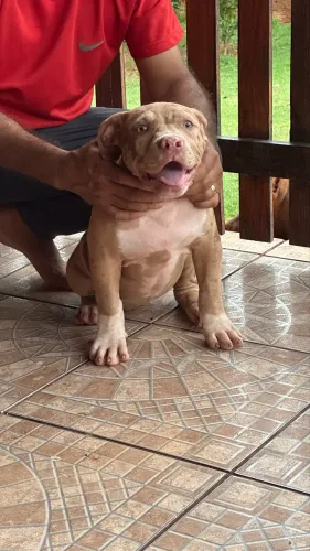 "cachorros pit monster" - Cachorros no Brasil