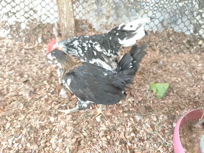 "mini garnizes" no Brasil